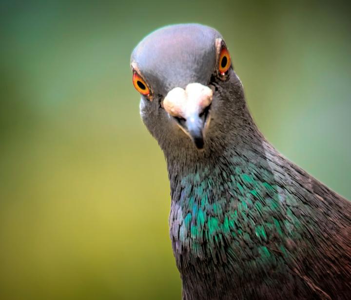 Le maire doit-il intervenir en cas de prolifération de pigeons sur le ...